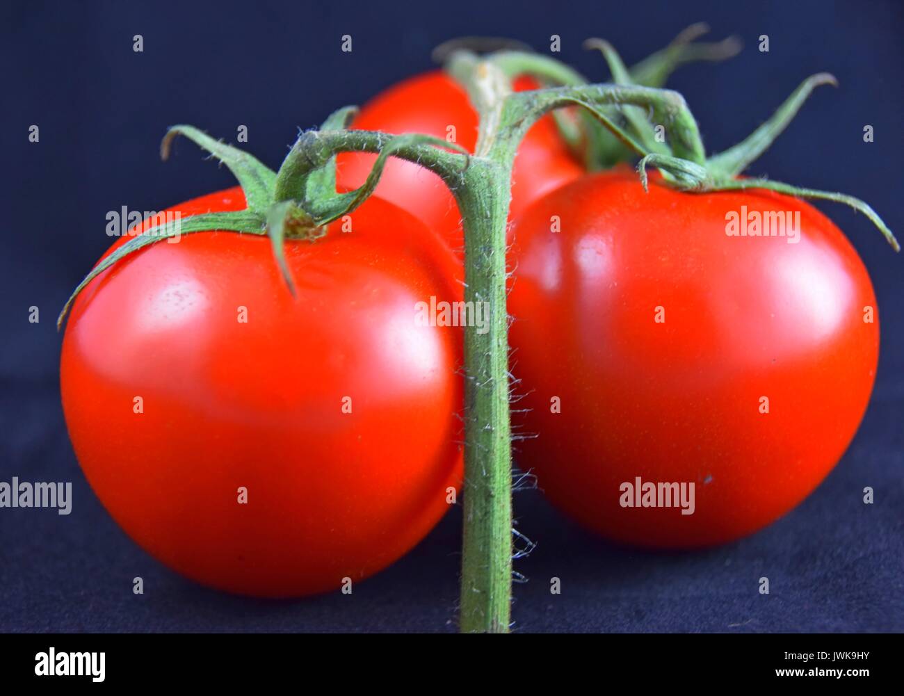 Ripe tomatoes, tomato, reife Tomaten, Solanum lycopersicum Stock Photo ...