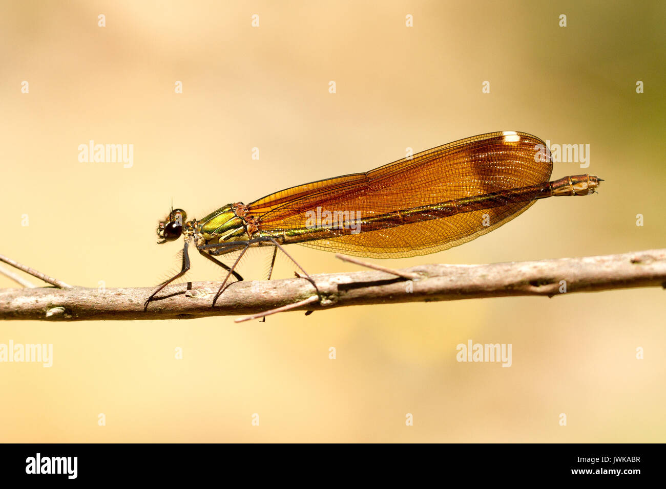 Copper bug hi-res stock photography and images - Alamy