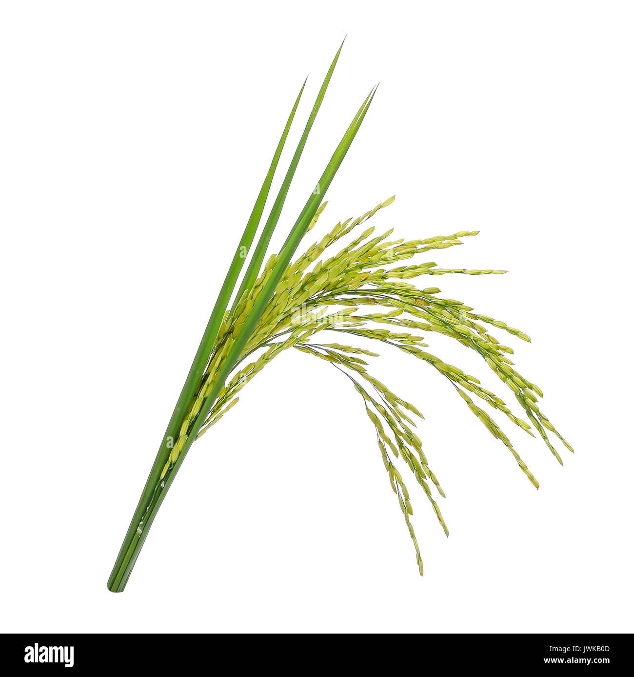 green paddy rice isolated on white background Stock Photo - Alamy