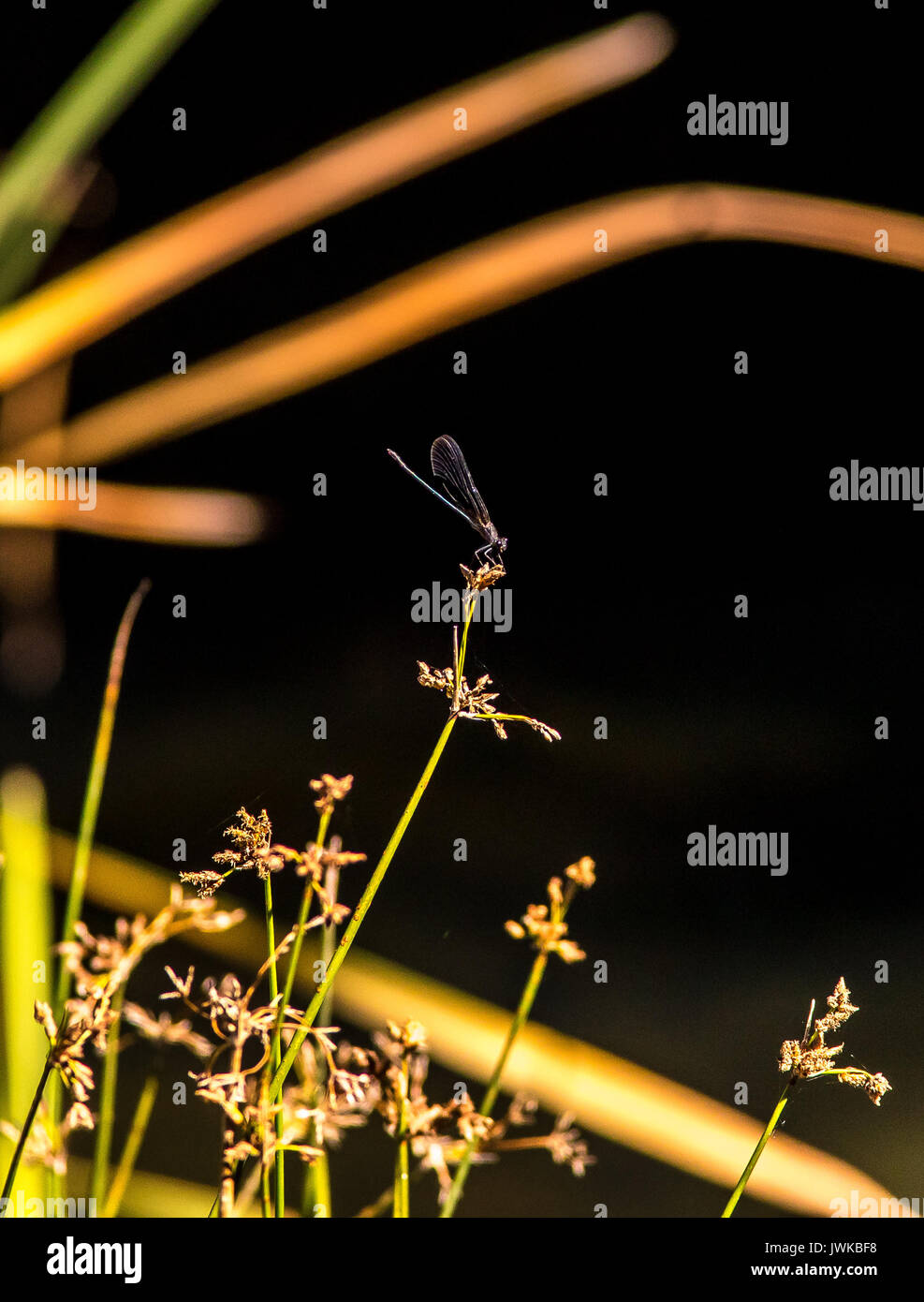 Copper bug hi-res stock photography and images - Alamy