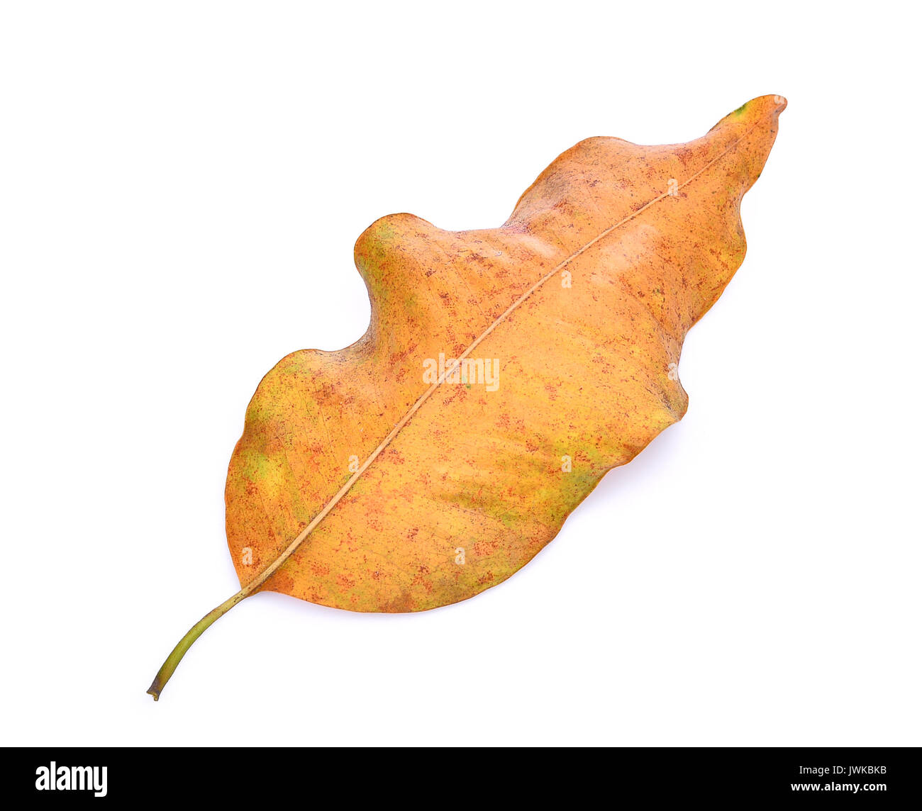 autumn leaf isolated on white background Stock Photo - Alamy