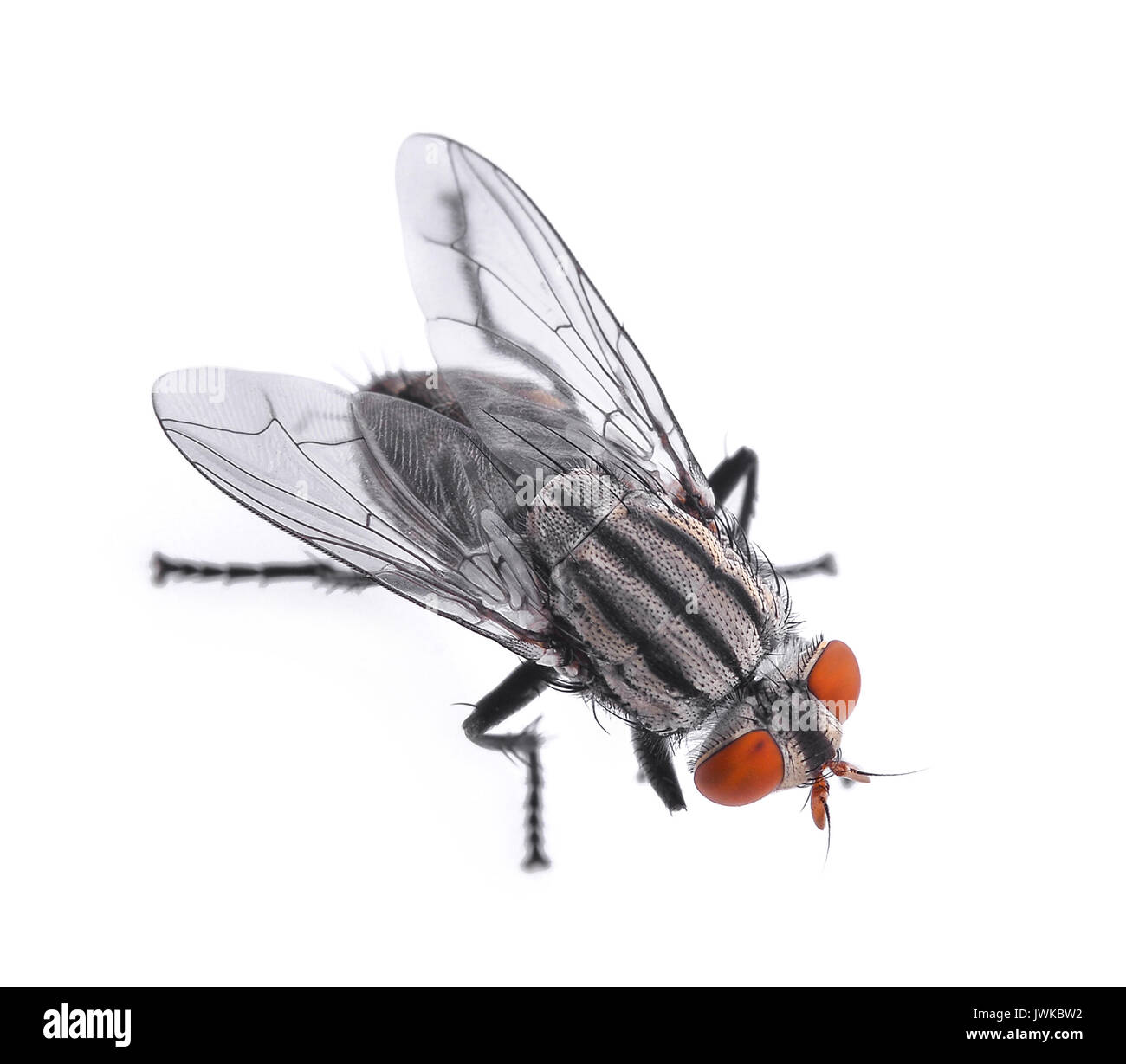 fly isolated on white background (selective focus Stock Photo - Alamy