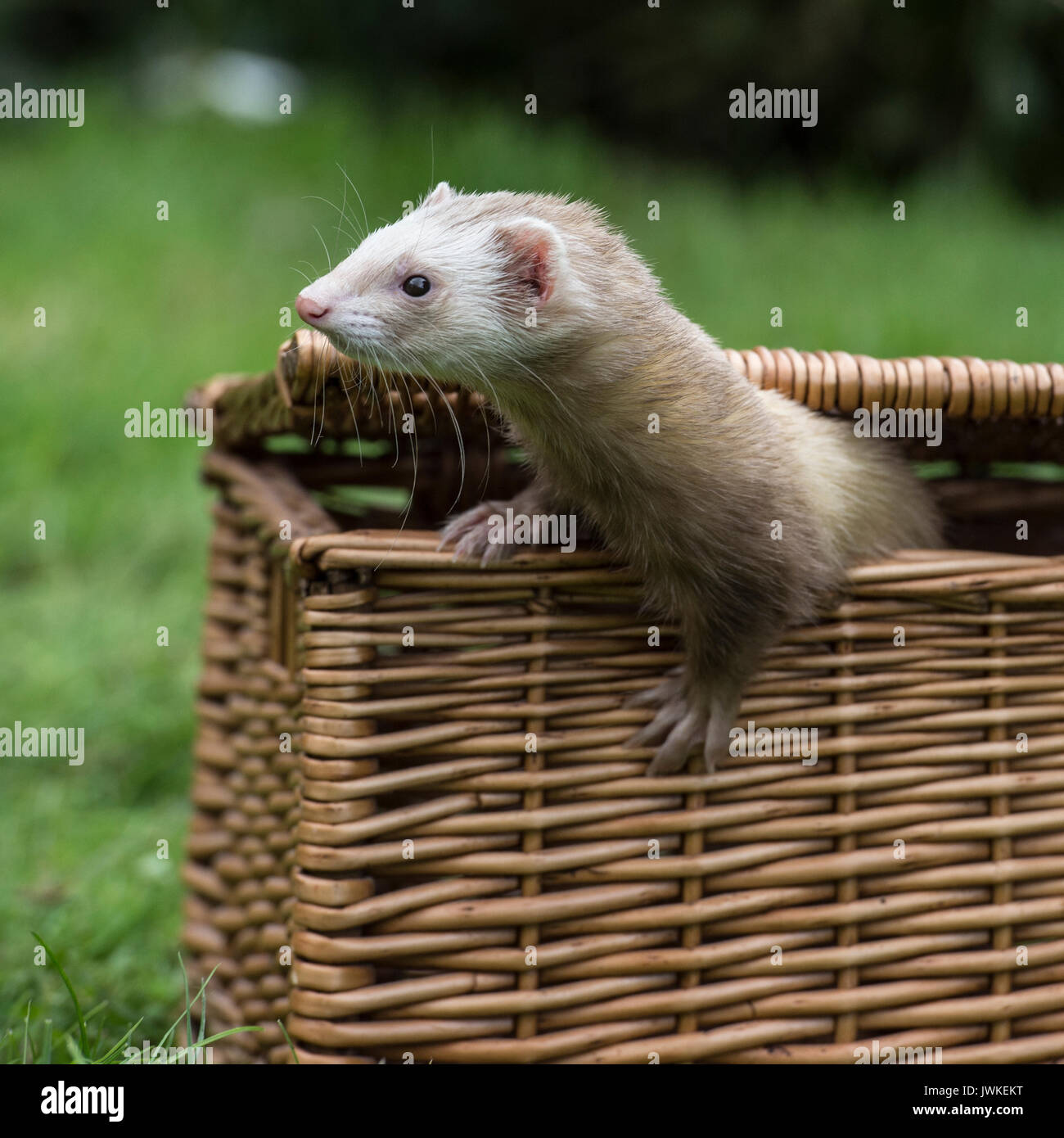 ferret escaping basket Stock Photo - Alamy ferret escaping basket Stock Photo - Alamy