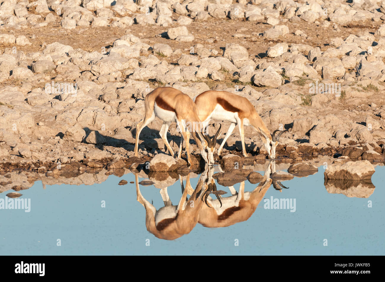 Two springboks (Antidorcas marsupialis) with reflections drinking water ...