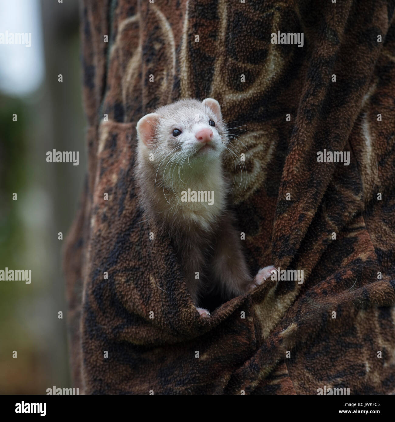 Micro ferret hi-res stock photography and images - Alamy