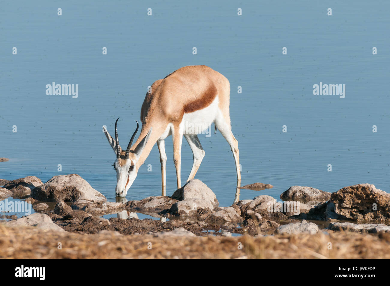 Springbok antidorcas marsupialis drinking water hi-res stock ...