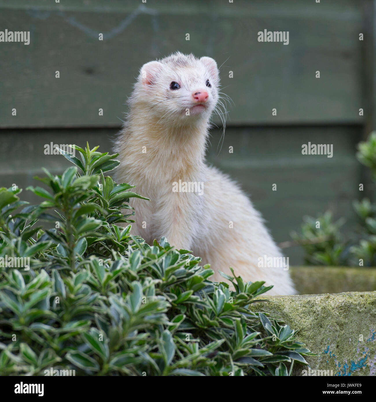 Ferret hi-res stock photography and images - Alamy