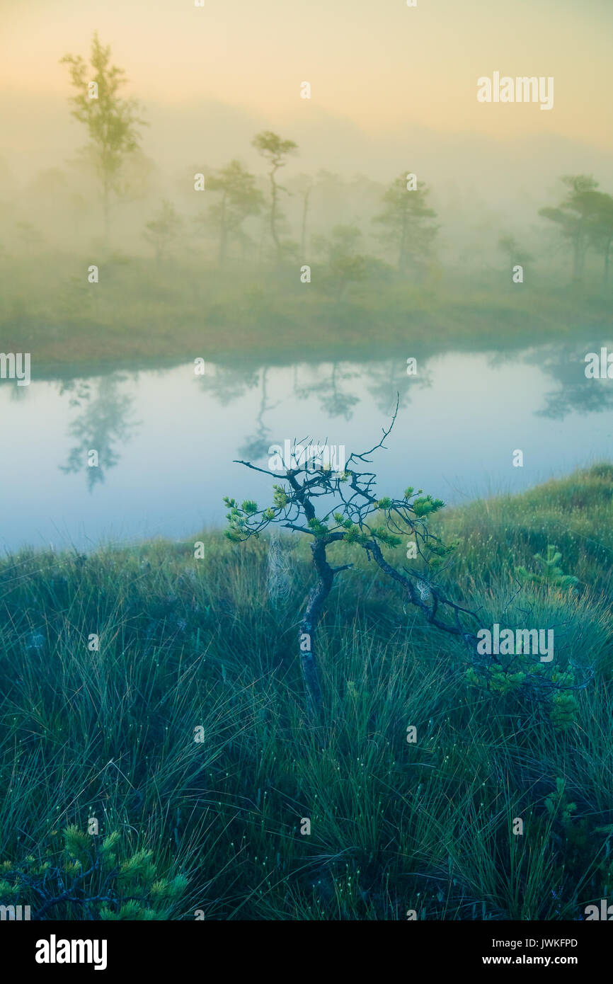 A dreamy swamp landscape before the sunrise. Colorful, misty look ...