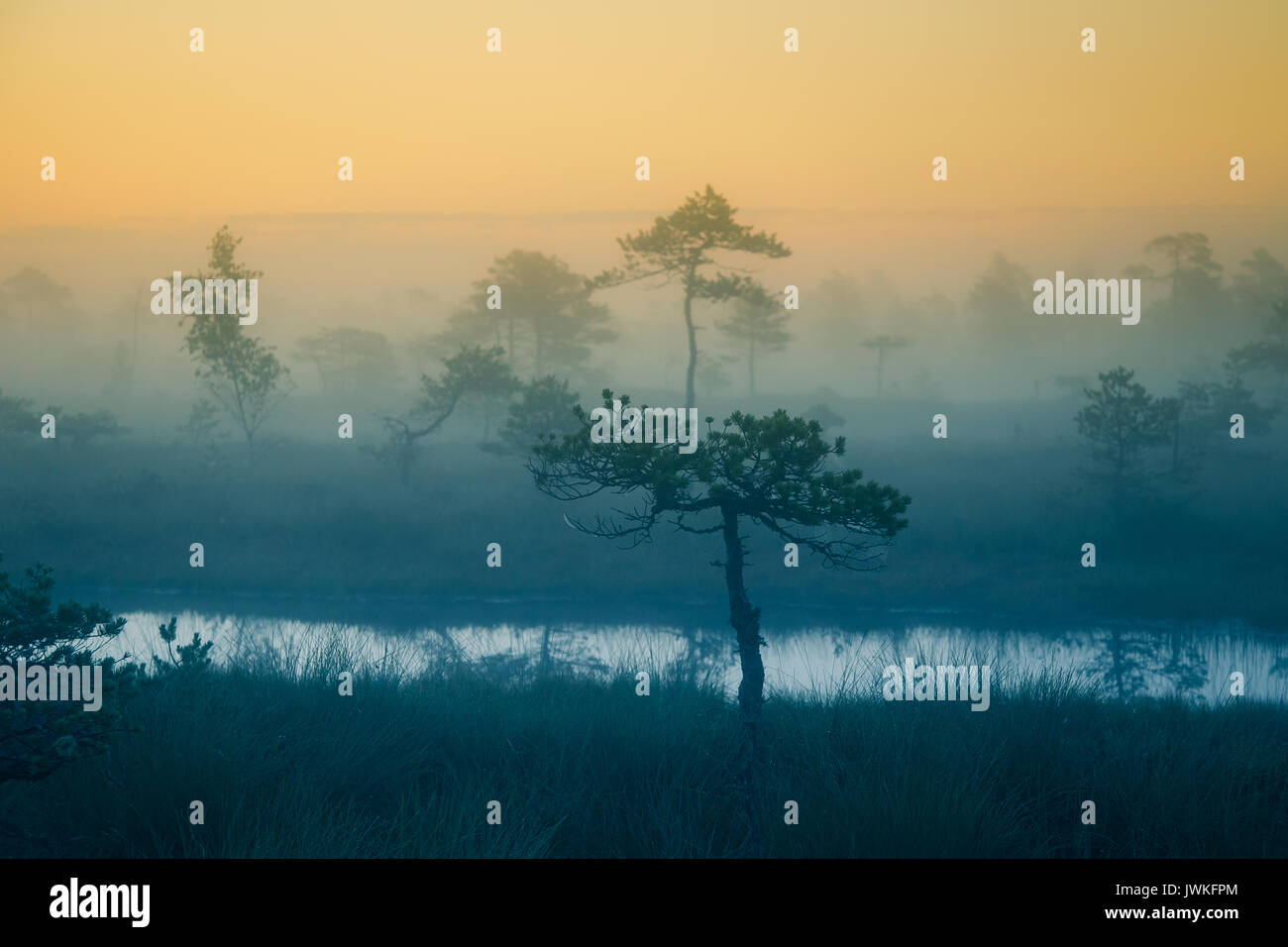 A dreamy swamp landscape before the sunrise. Colorful, misty look ...