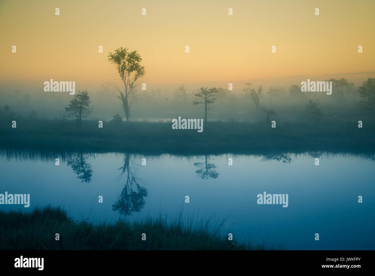 A dreamy swamp landscape before the sunrise. Colorful, misty look ...