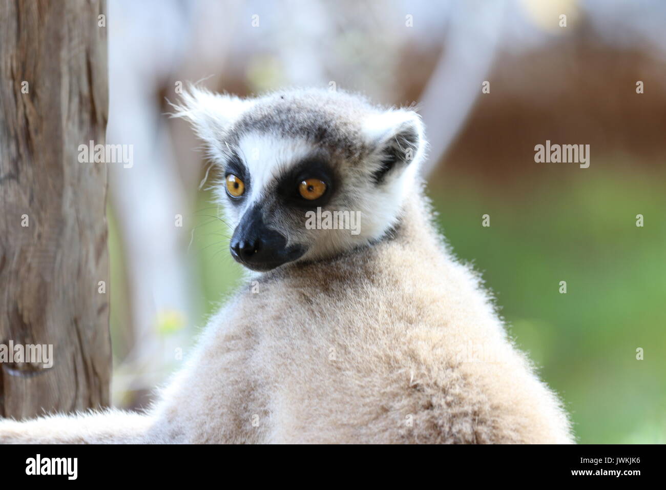 Ring-tailed lemur in Madagascar Stock Photo - Alamy