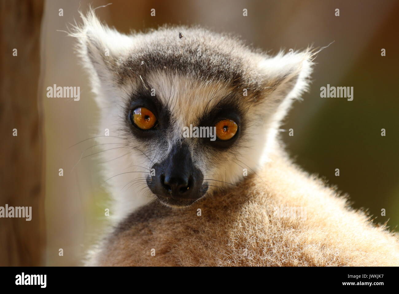 Ring-tailed lemur in Madagascar Stock Photo - Alamy