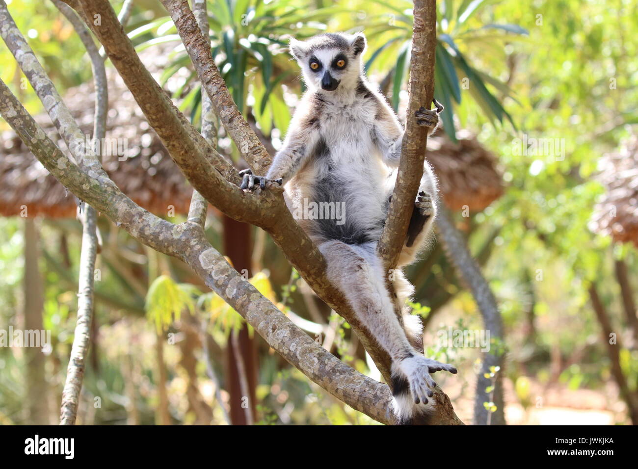 Ring-tailed lemur in Madagascar Stock Photo - Alamy