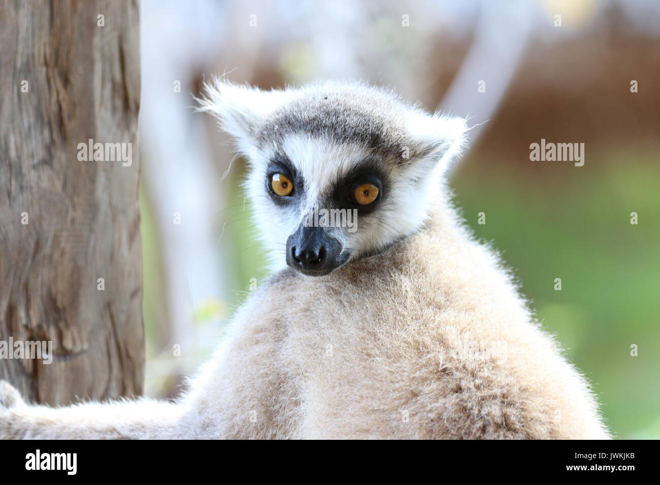 Ring-tailed lemur in Madagascar Stock Photo - Alamy