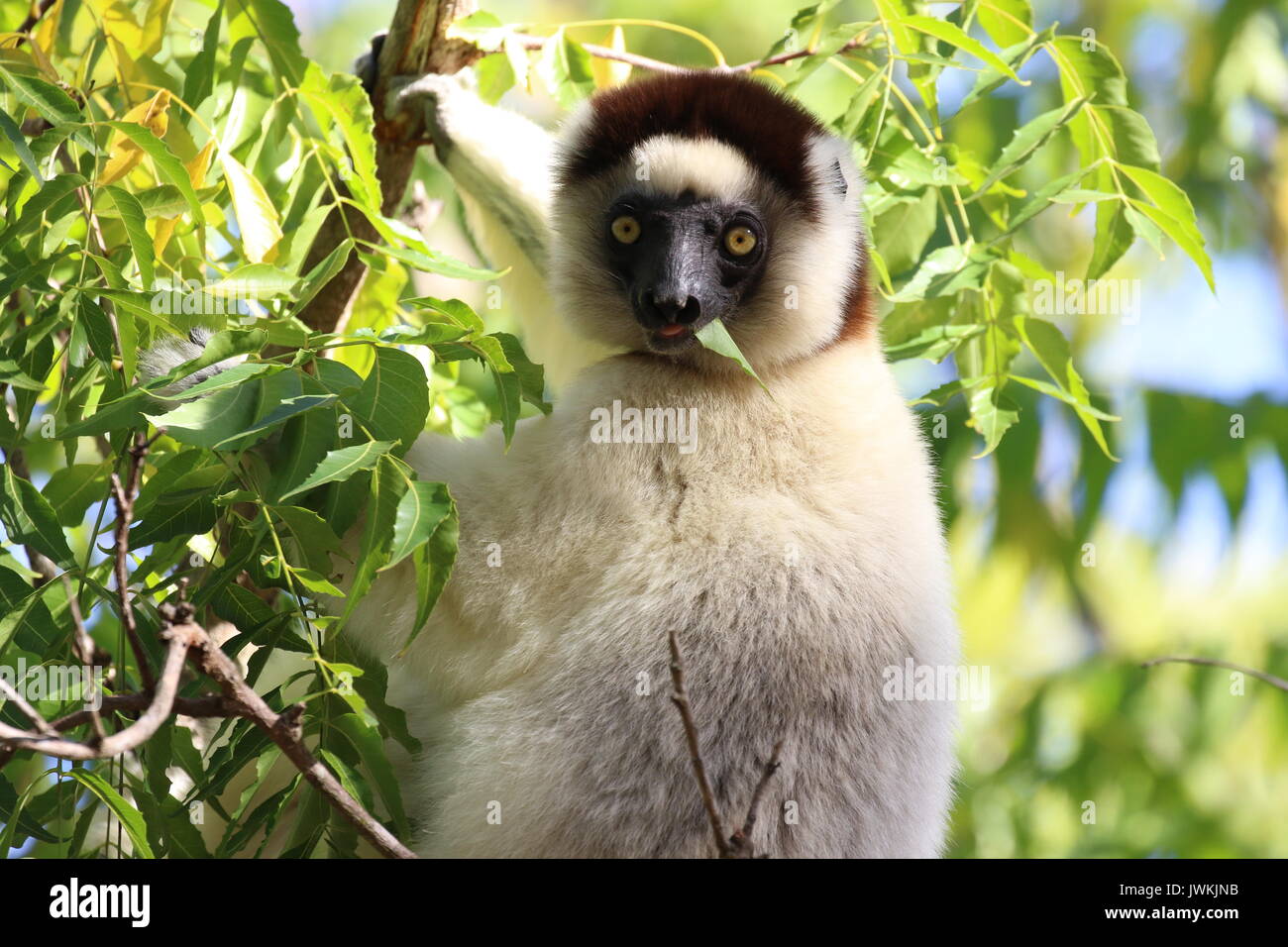 Verreaux's sifaka in Madagascar Stock Photo - Alamy