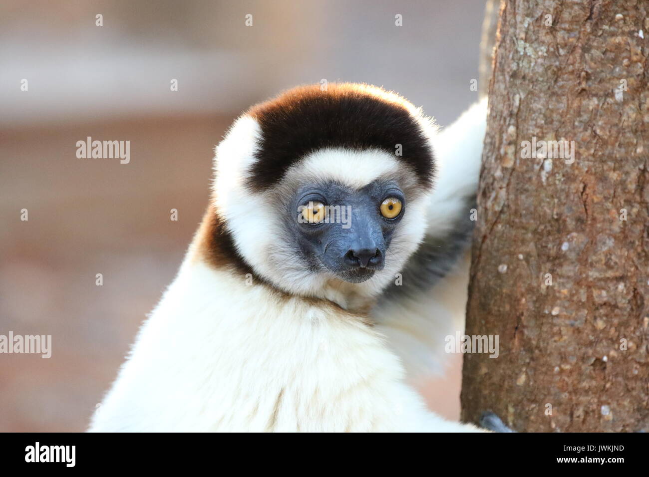 Verreaux's sifaka in Madagascar Stock Photo - Alamy