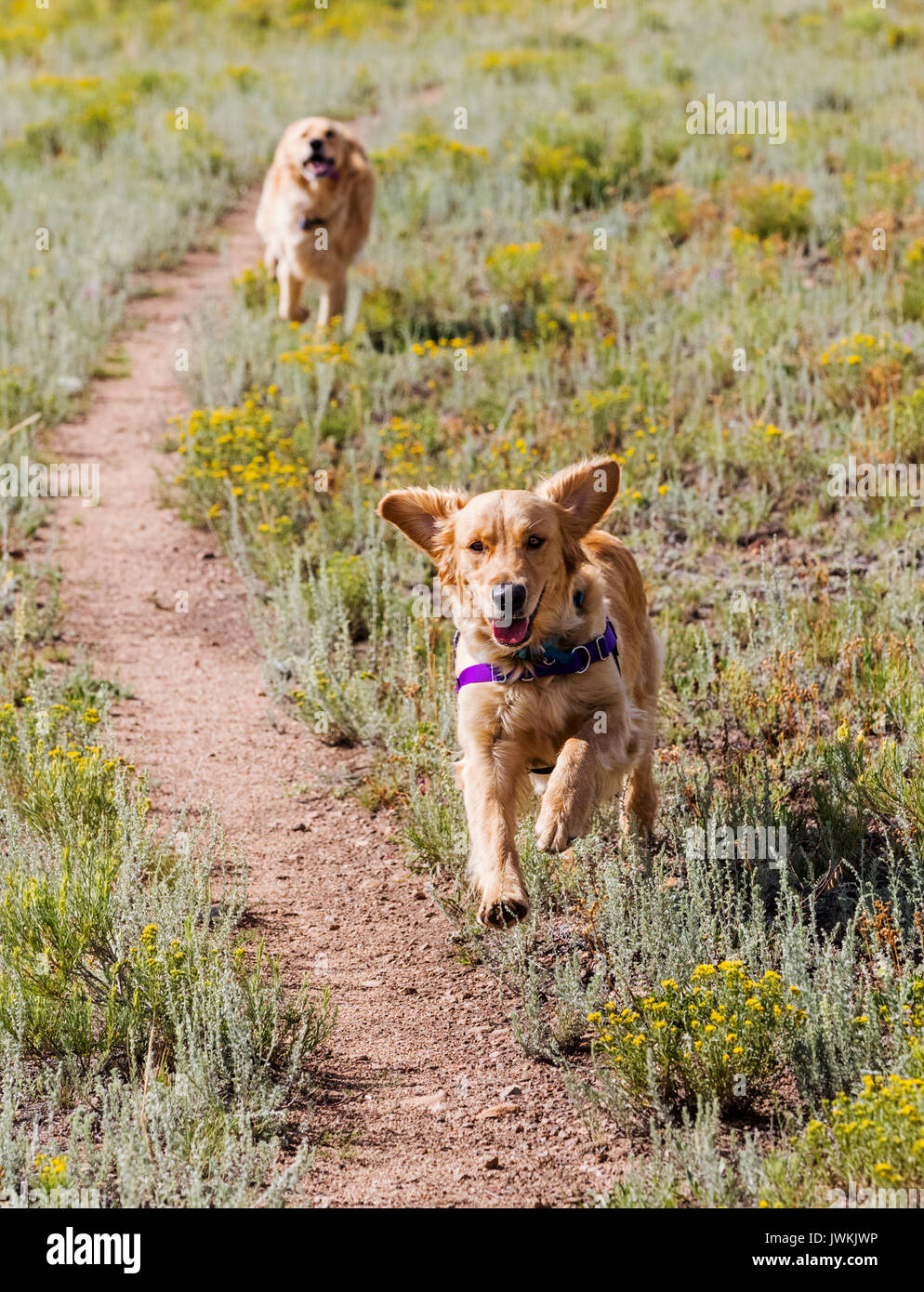 Happy dogs playing hi-res stock photography and images - Alamy
