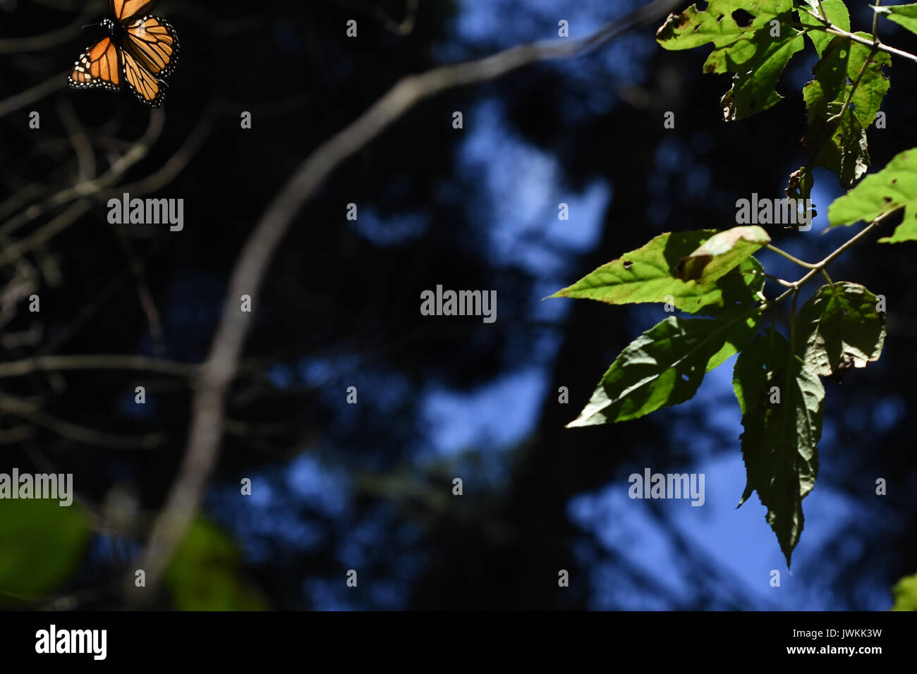 Monarch butterflies 'Danaus Plexippus' are seen in the forests of ...