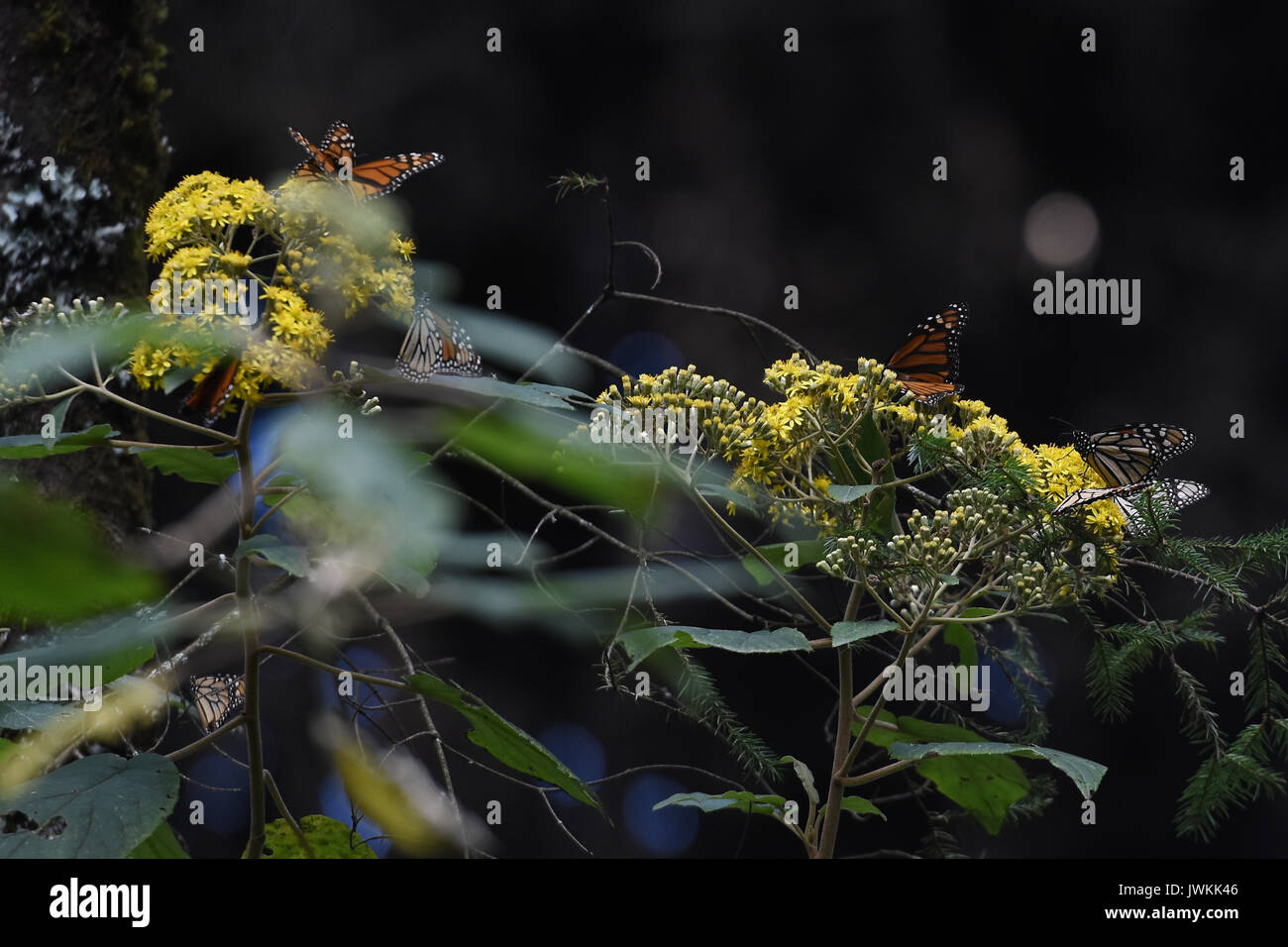 Oyamel tree hi-res stock photography and images - Alamy