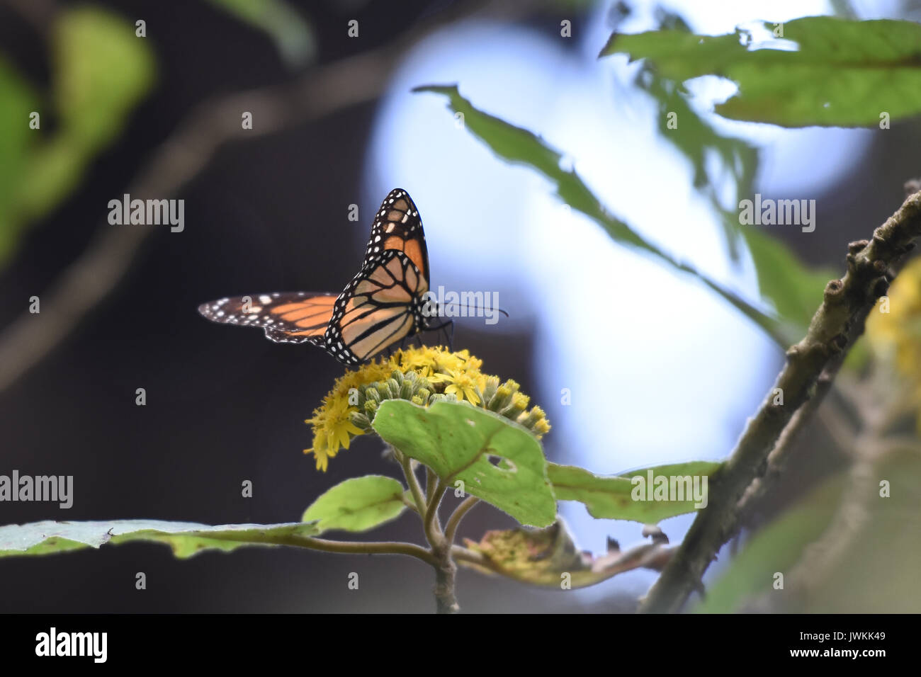 A Monarch butterflies 'Danaus Plexippus' is seen in the forests of ...