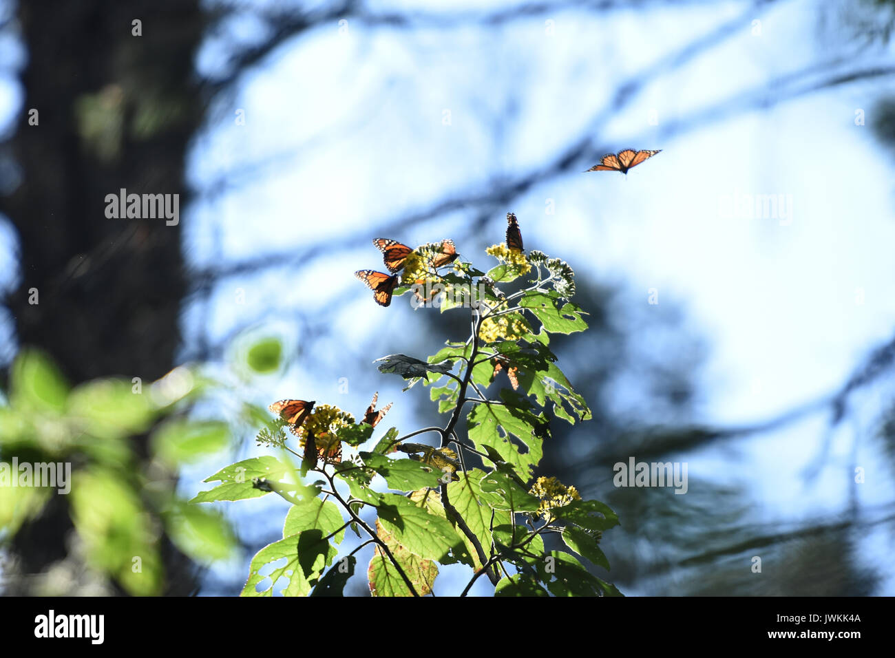 Monarch butterflies 'Danaus Plexippus' are seen in the forests of ...