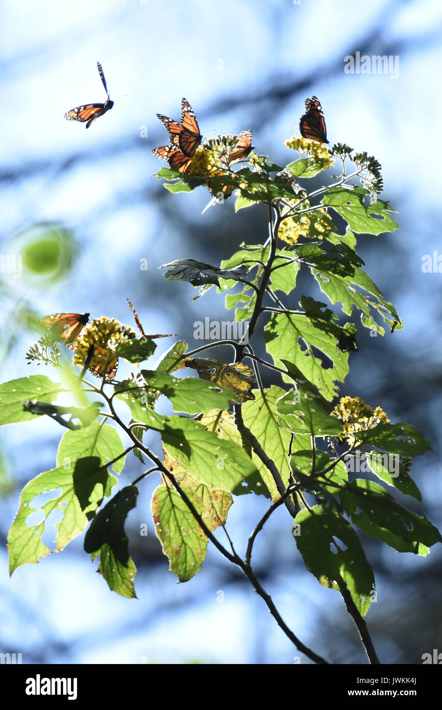 Monarch butterfly oyamel tree hi-res stock photography and images - Alamy