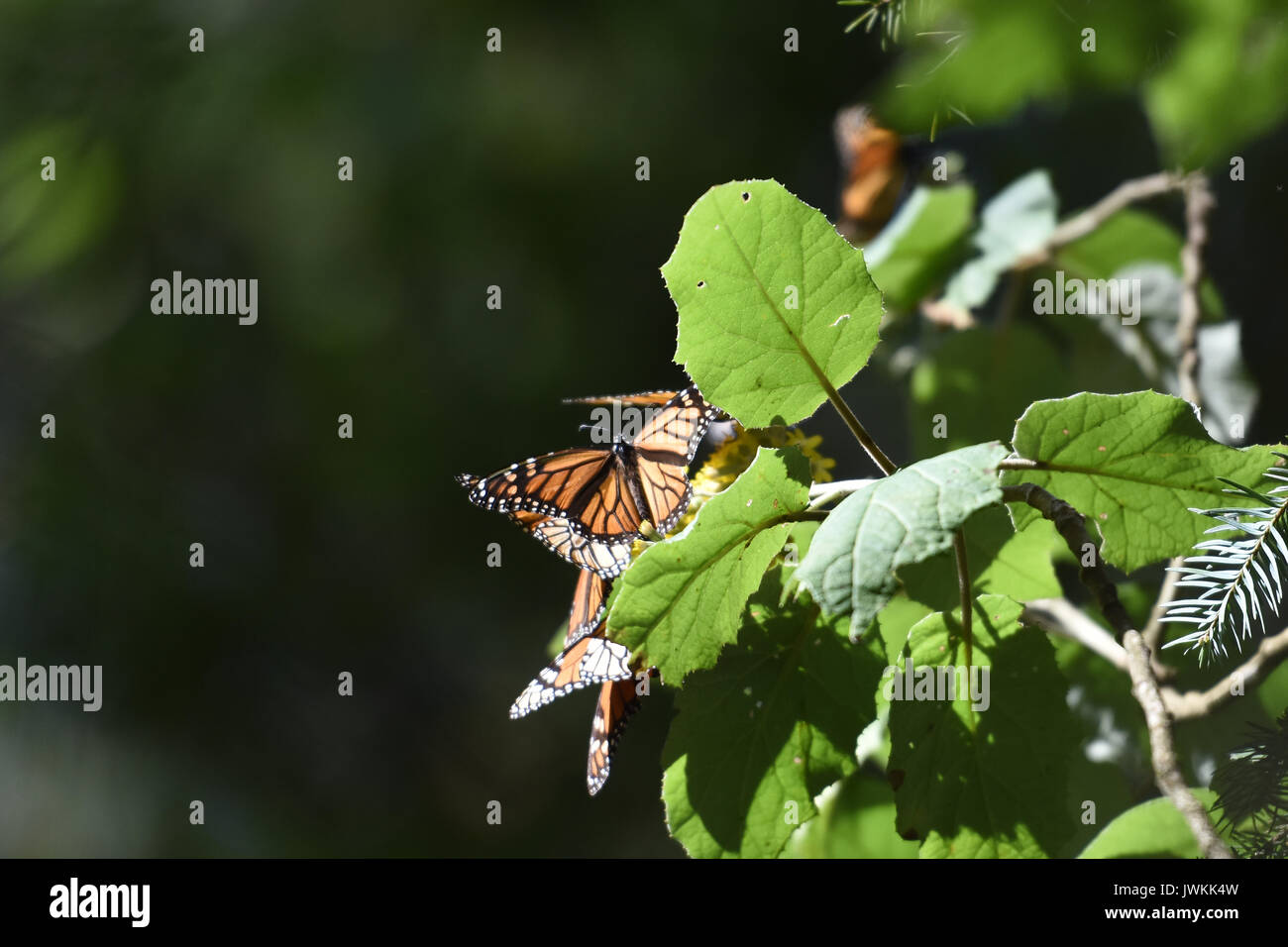 Monarch butterflies 'Danaus Plexippus' are seen in the forests of ...