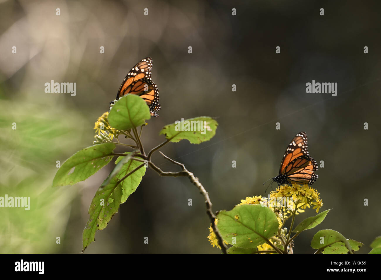 Oyamel tree hi-res stock photography and images - Alamy