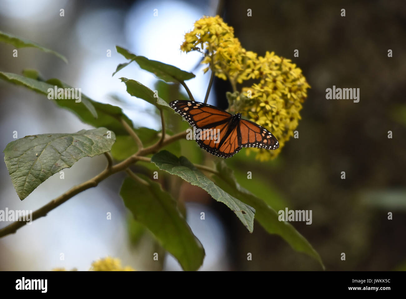 A Monarch butterflies 'Danaus Plexippus' is seen in the forests of ...