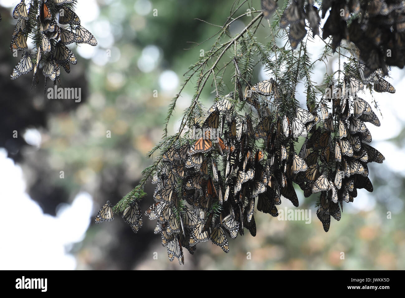 Oyamel tree hi-res stock photography and images - Alamy