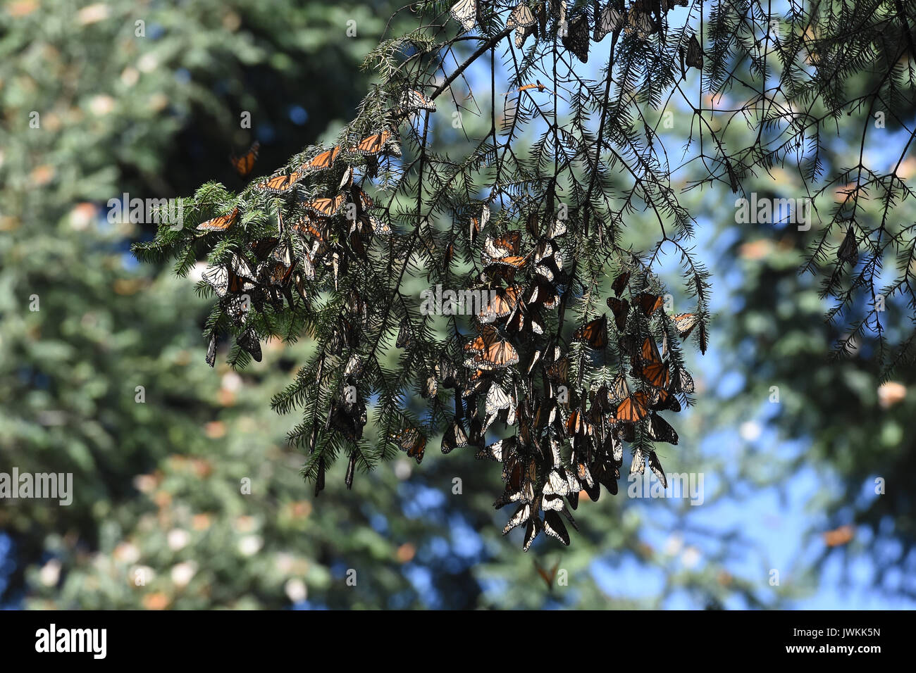 Monarch butterfly in a tree hi-res stock photography and images - Alamy