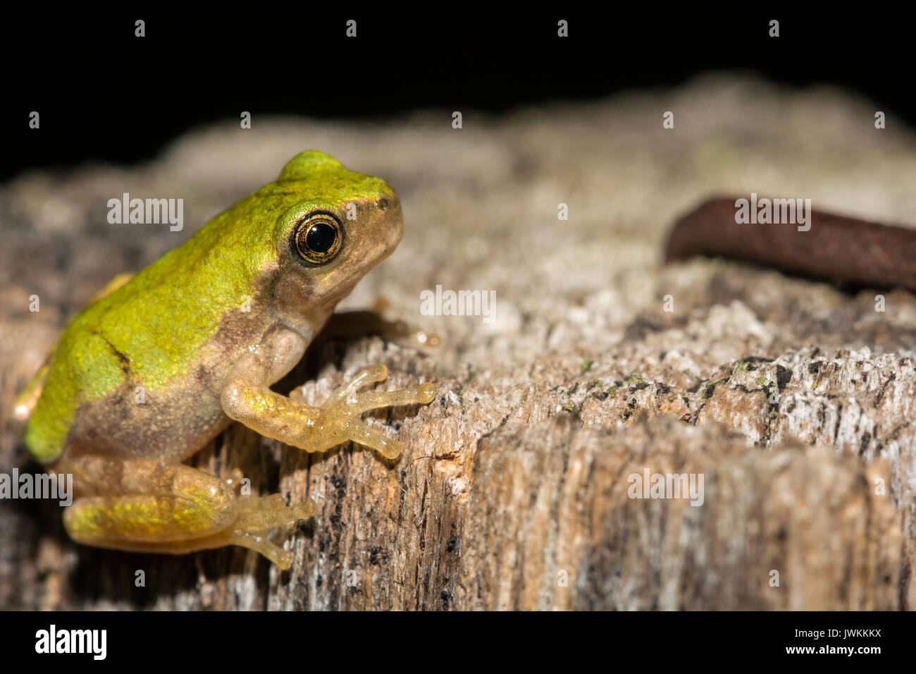 A close up of a Gray Tree frog Metamorph Stock Photo - Alamy