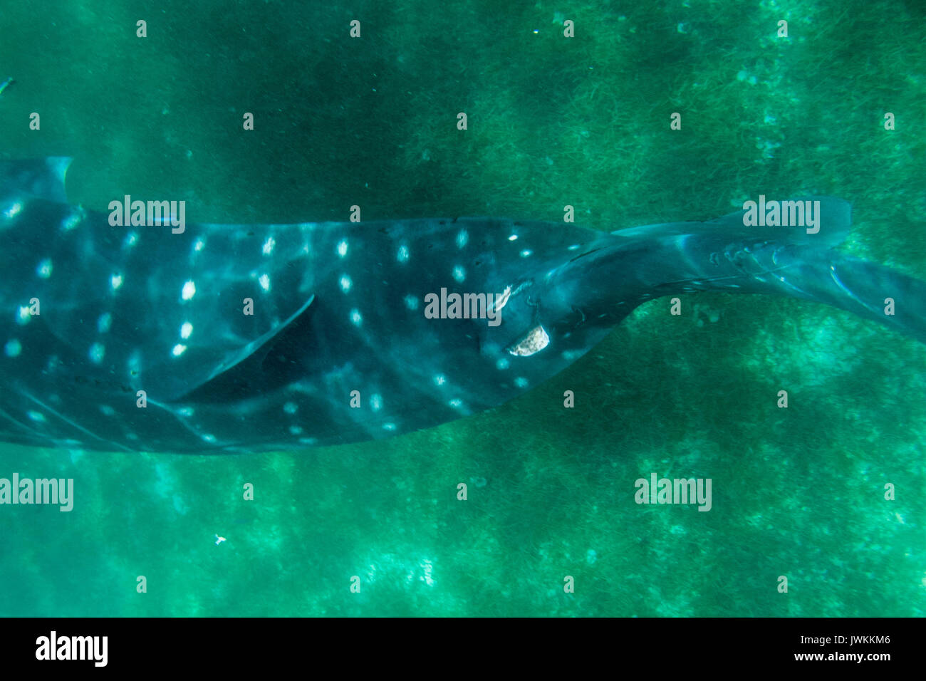 Wound in tail hi-res stock photography and images - Alamy