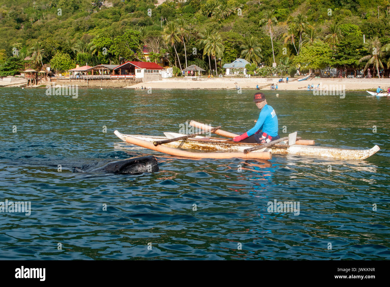 A whale shark feeds following a feeding boat in Tan-awan. The locals ...