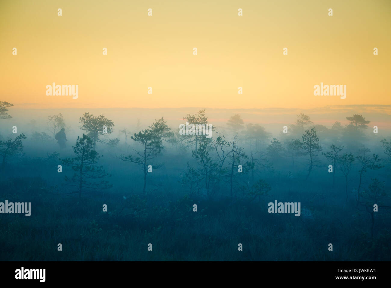 A dreamy swamp landscape before the sunrise. Colorful, misty look ...