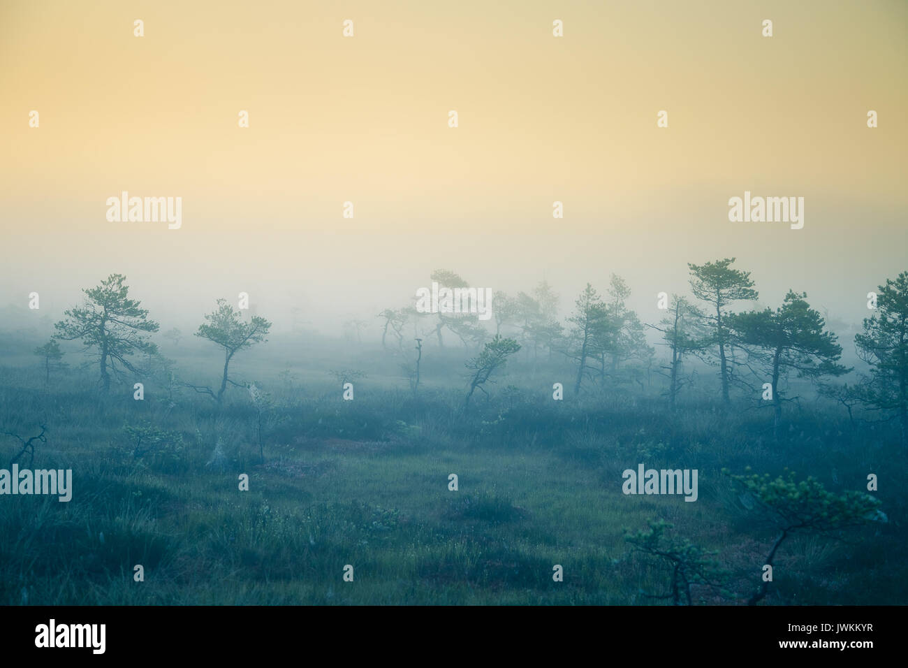 A dreamy swamp landscape before the sunrise. Colorful, misty look ...