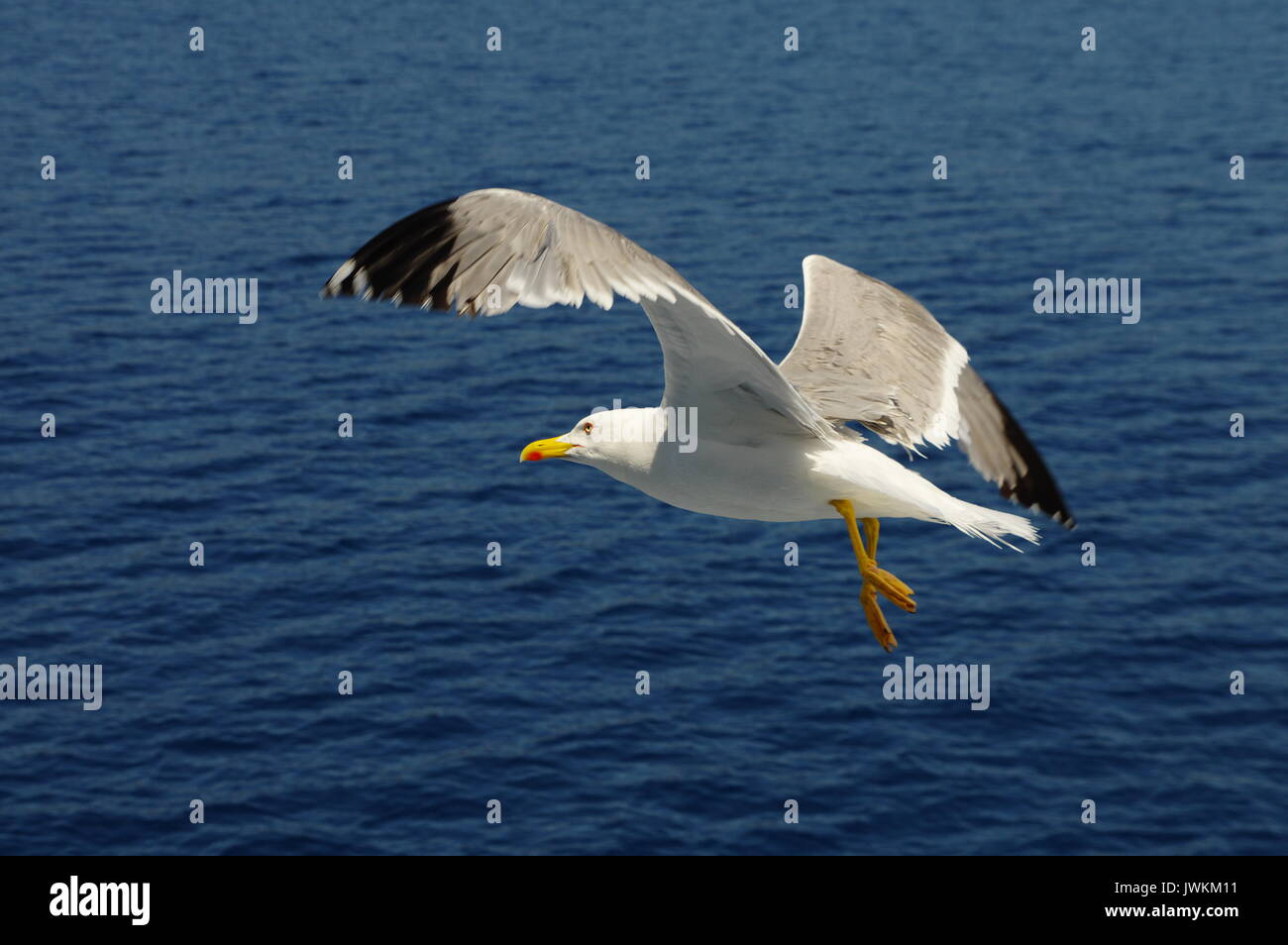 White seagull flying over the blue sea Stock Photo - Alamy