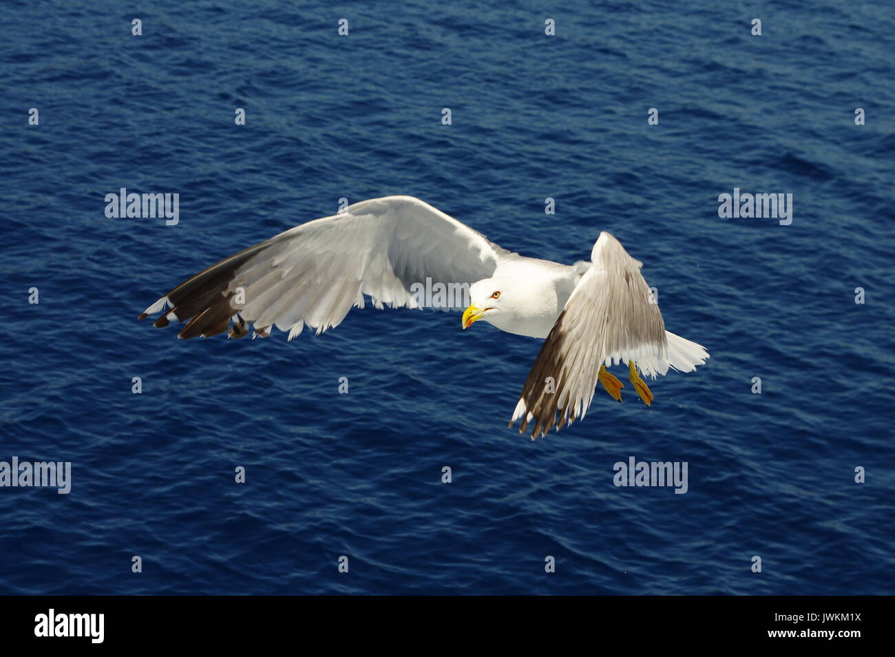 White seagull flying over the blue sea Stock Photo - Alamy