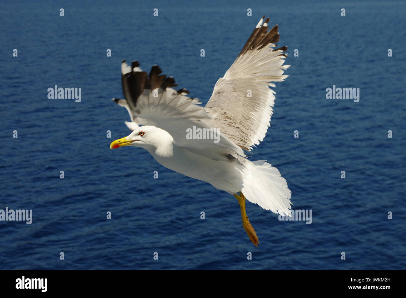 White seagull flying over the blue sea Stock Photo - Alamy