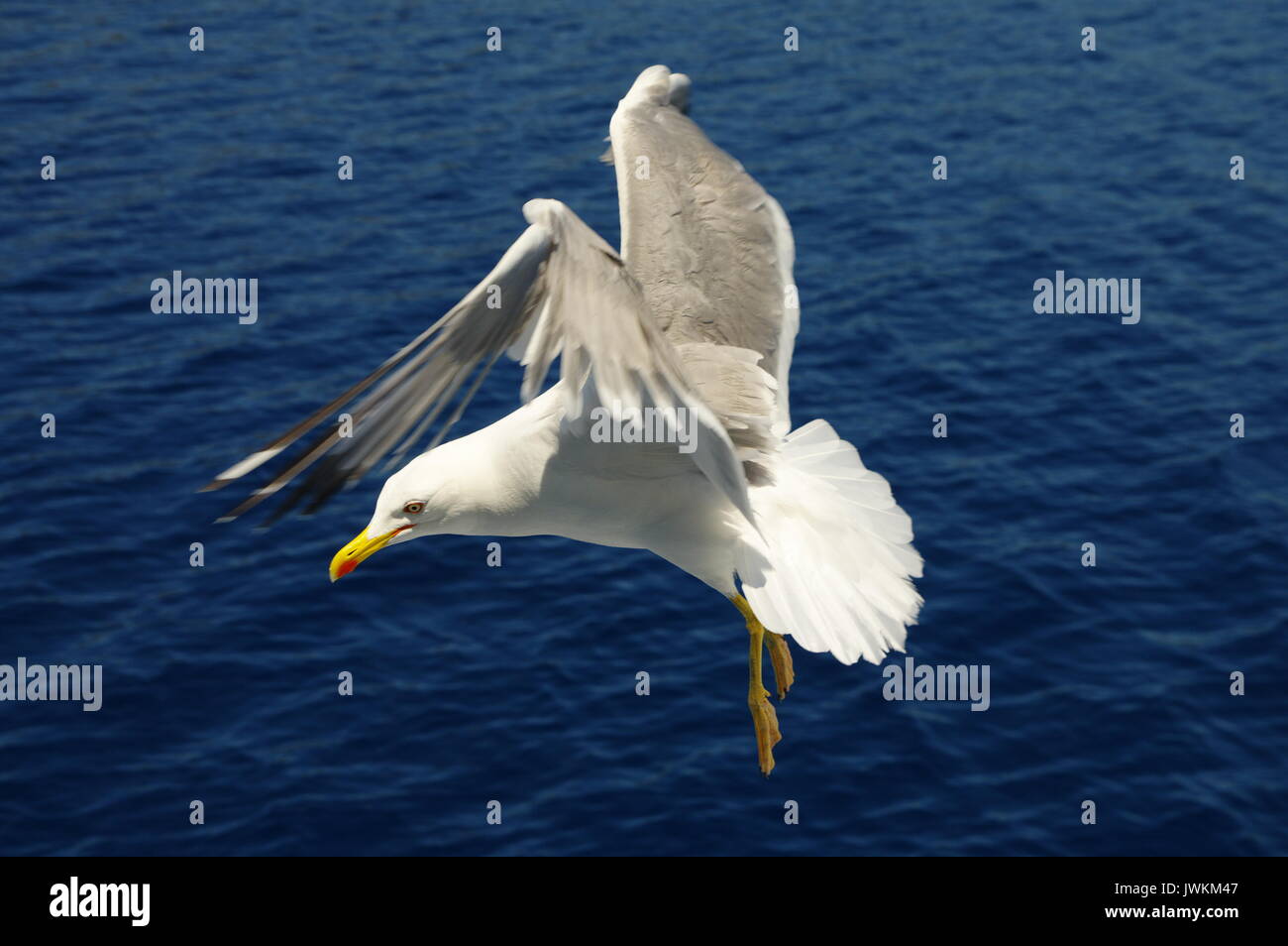 White seagull flying over the blue sea Stock Photo - Alamy