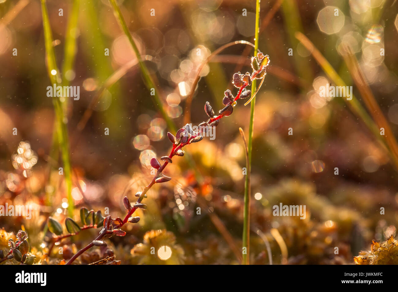A beautiful closeup of a marsh cranberries before ripening. Macro photo ...