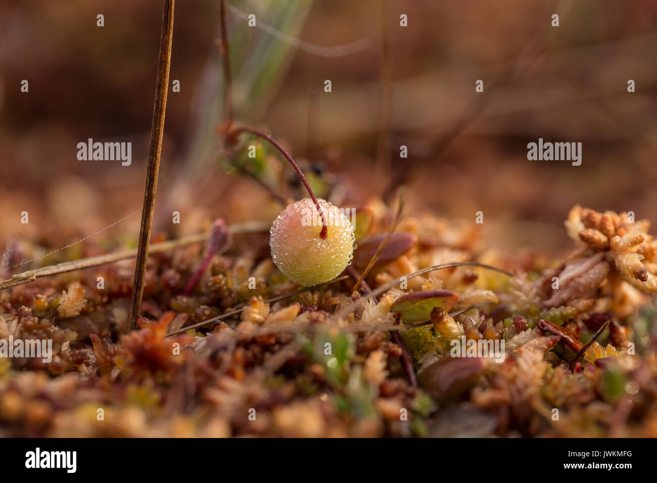 A beautiful closeup of a marsh cranberries before ripening. Macro photo ...
