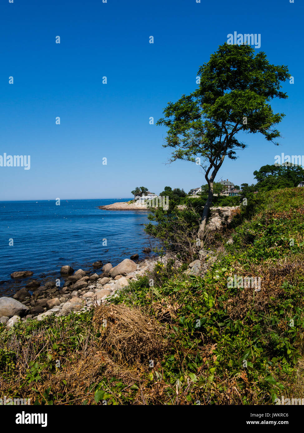 A landscape by the sea with a tree on a hill overlooking the ocean ...