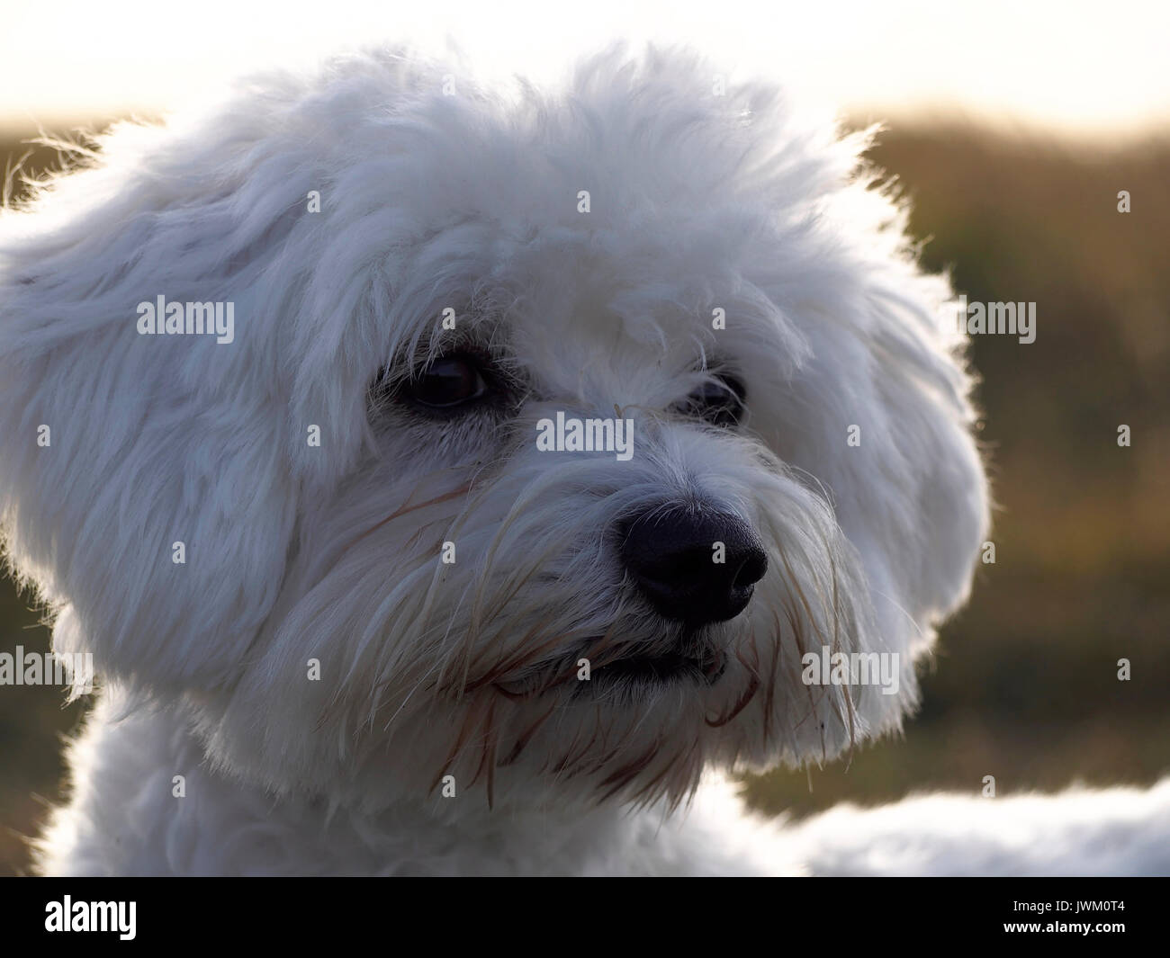 Maltese guard hi-res stock photography and images - Alamy