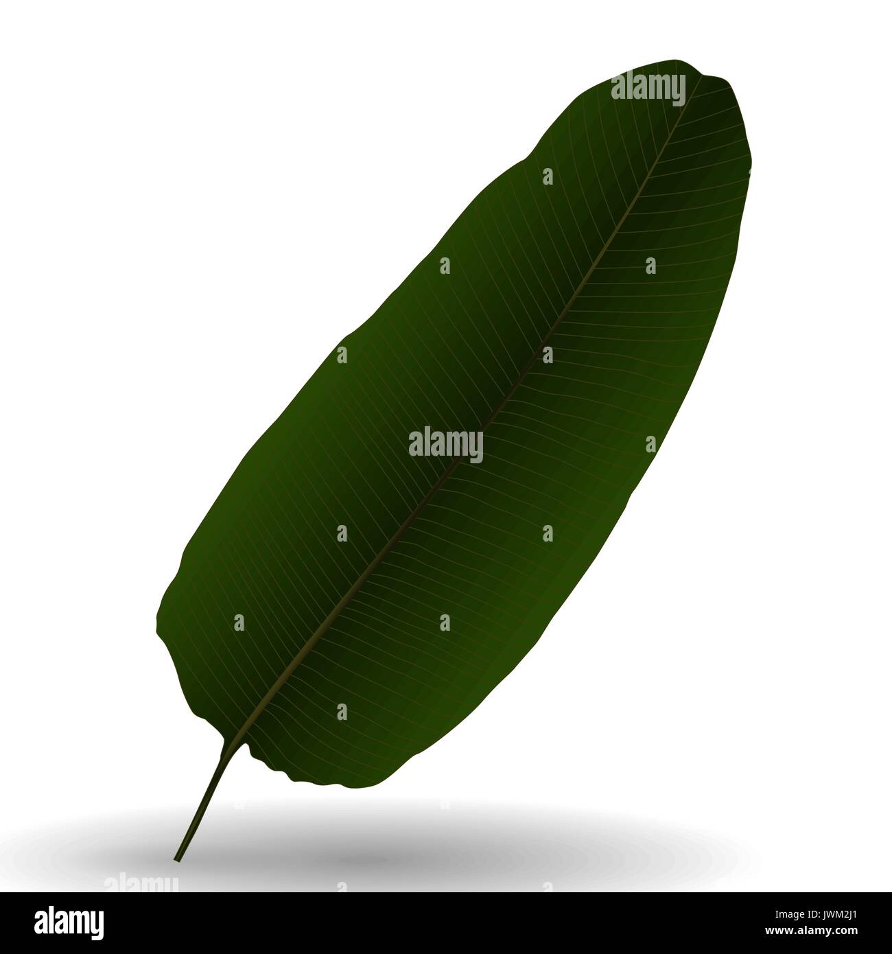 Colorful Naturalistic Palm Leaf. Vector Illustration Stock Vector Image ...