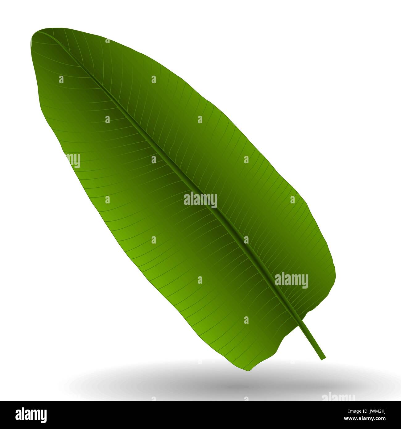 Colorful Naturalistic Palm Leaf. Vector Illustration Stock Vector Image ...