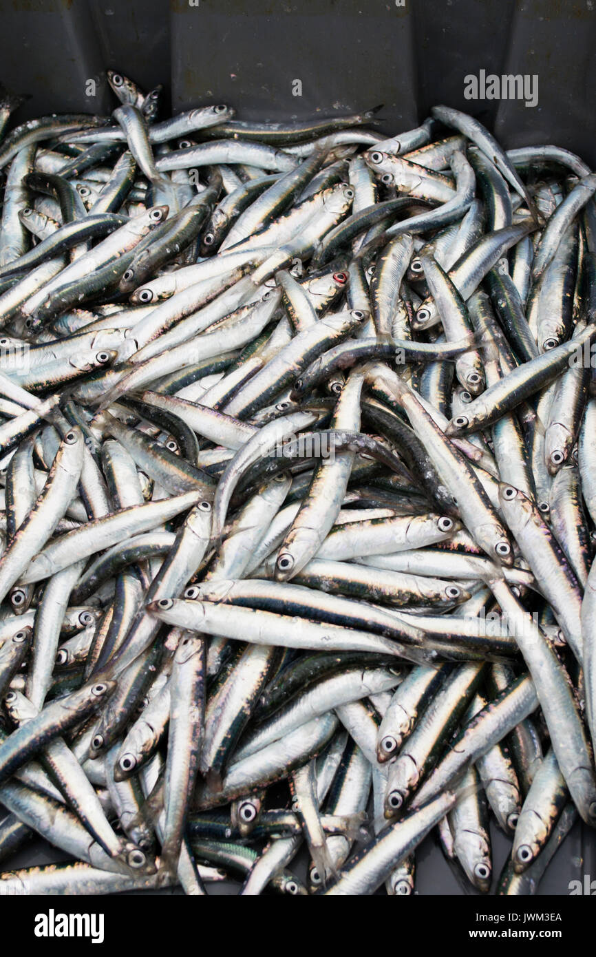 Caught from the sea hi-res stock photography and images - Alamy