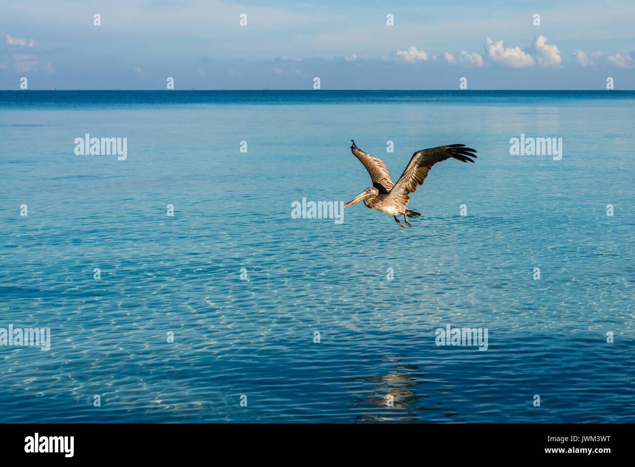 Pelican Searching for Fish Stock Photo - Alamy