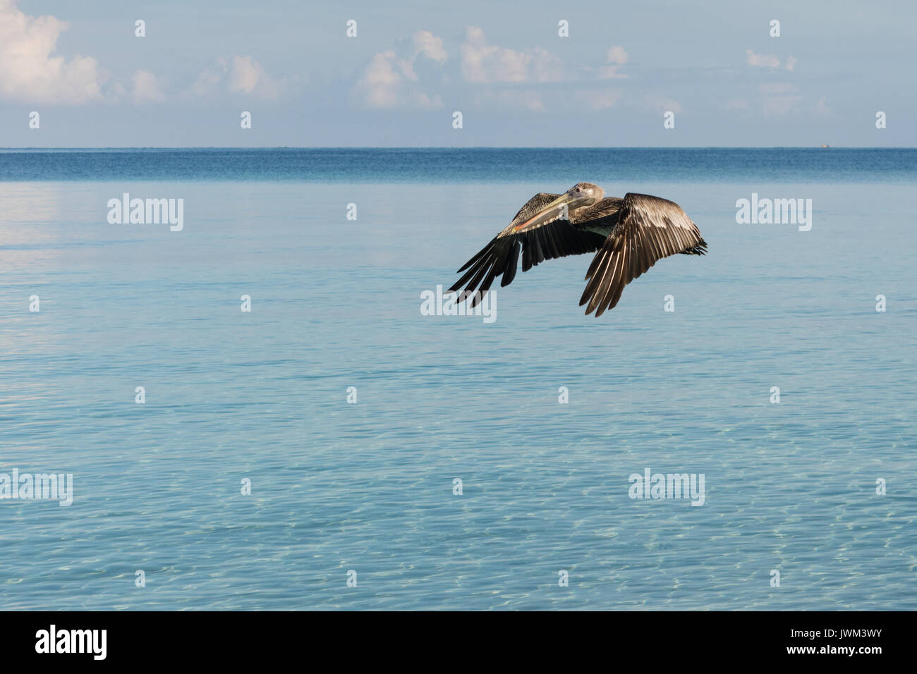 Pelican Searching for Fish Stock Photo - Alamy