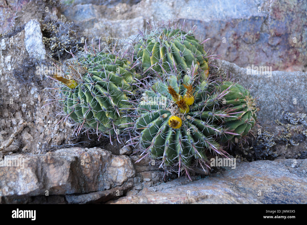 Flowering Cactus in the Arizona Desert Rock Stock Photo - Alamy